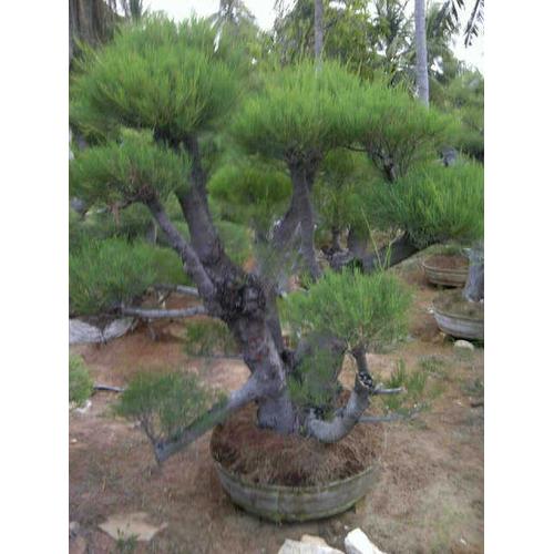 Jual pohon cemara udang|supplier tanaman bonsai|tanamangroup.id - Kab ...