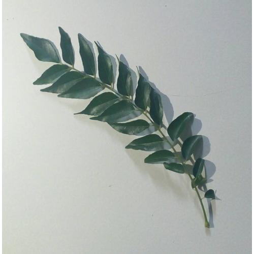 Jual Daun Kari Salam Koja Temurui Segar atau Kering Wild Curry Leaves ...