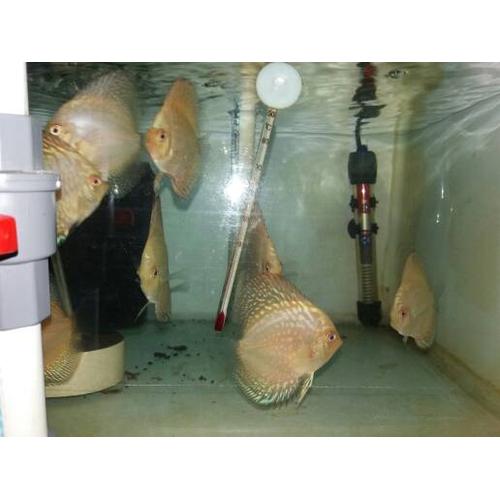 Jual ikan discus pigeon snake - Jakarta Timur - discus zb | Tokopedia