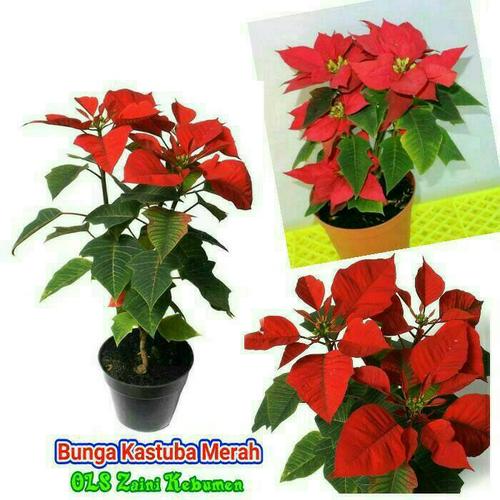 Jual Bunga KASTUBA Merah. Tanaman hias yang elok rupawan - Kab. Kebumen ...