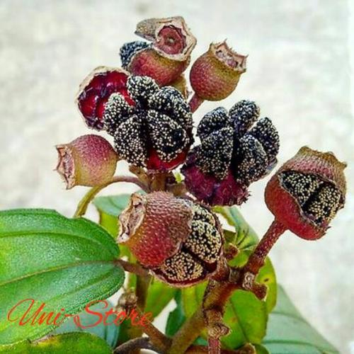 Jual Buah Senggani Senduduk (Melastoma Candidum ) Sikaduduk Harendong ...
