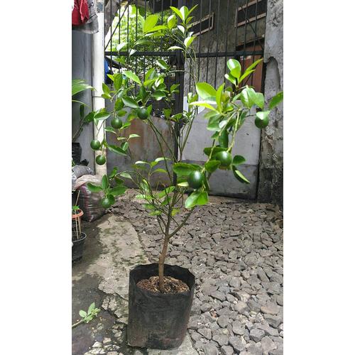 Jual pohon jeruk peras berbuah sepanjang waktu - Jakarta Selatan ...