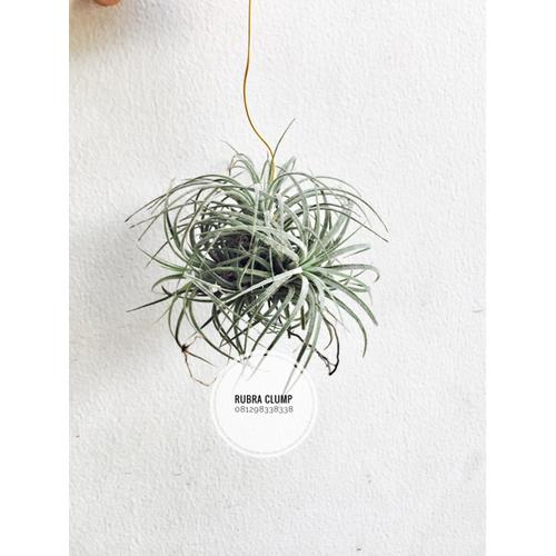 Jual Tillandsia Rubra CLUMP tanaman udara - Jakarta Barat - Primrose ...