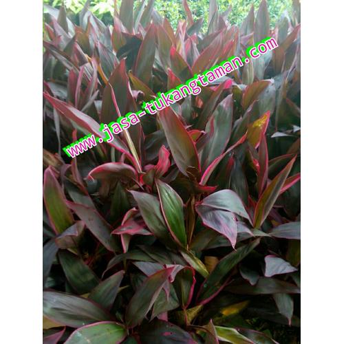 Jual Tanaman Hias Hanjuang Merah | Pohon Hanjuang/Andong Merah - Kab ...