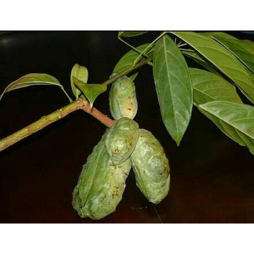 Jual Bibit Tanaman Buah Coca Cola Bitter Kola - Kota Batu - Petani ...