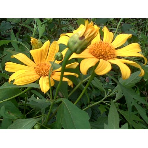 Jual Bibit pohon daun insulin - Tithonia diversifolia / paitan - Kab ...