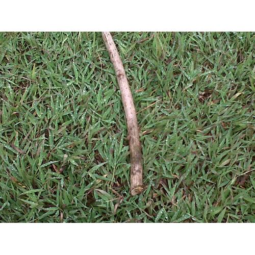 Jual Bibit pohon daun insulin - Tithonia diversifolia / paitan ...