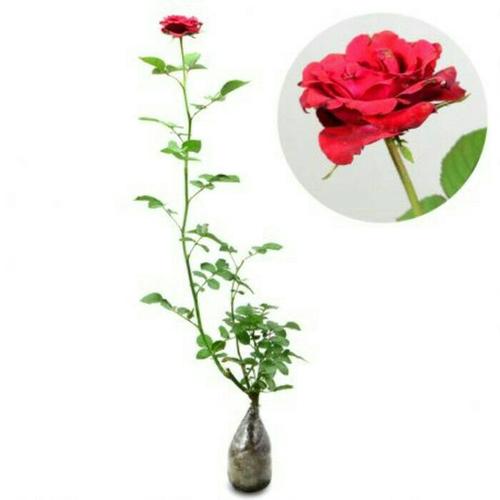 Jual mawar tanpa duri - Kota Batu - GROSIR BIBIT TANAMAN | Tokopedia