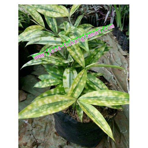 Jual Bambu Hias Dracena | Tanaman Hias Bambu Brasena Golden - Kab ...