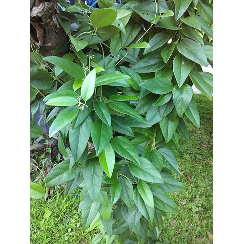 Jual Daun cincau hijau rambat segar (100 lembar) - Jakarta Barat ...
