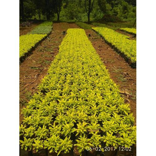 Jual tanaman kerokot kuning / pohon kerokot / tanaman krokot - Kab ...