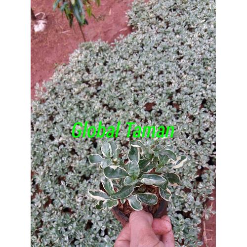 Jual Tanamanu krokot varigata / Pohon kerokot hijau putih - Kab. Bogor ...