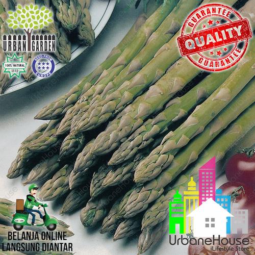 Jual VEGETABLE - Benih ASPARAGUS Connovers Colossal IMPORT Bibit ...