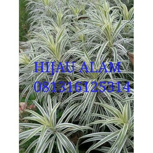 Jual tanaman suji belut varigata / sujih belut putih - Kab. Bogor ...