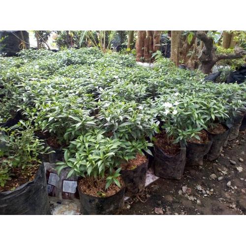 Jual Bibit Melati Mini atau Melati Gardenia Jepang. Murah - Kab ...