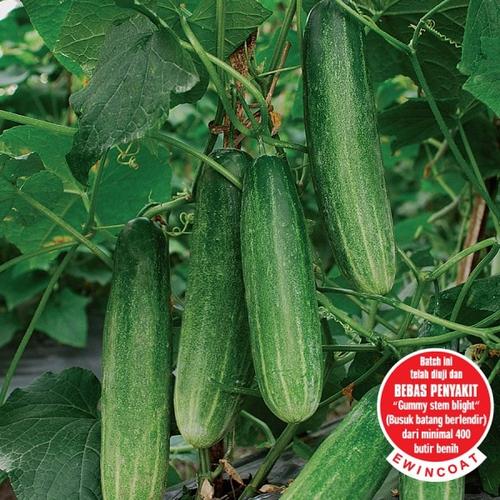 Jual 25 Benih Sayuran Timun MIsano F1 / BIBIT MENTIMUN - Kota Semarang ...