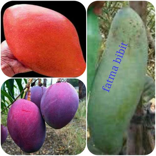 Jual BIBIT MANGGA 3 JENIS,emperor,irwin,mahatir - Kota Metro - FATMA ...