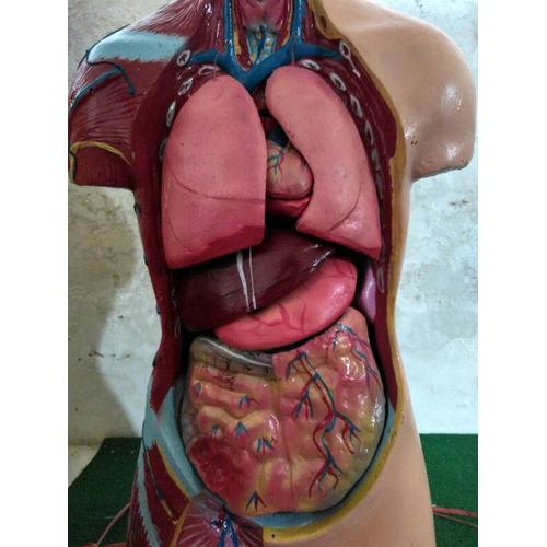 Jual torso alat peraga ( APE / APP ) berbentuk organ tubuh manusia ...