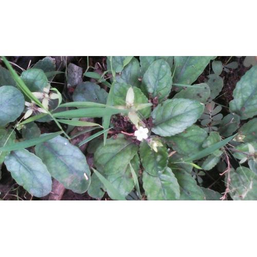 Jual Tanaman herbal gempur batu - Kab. Bogor - Dhiekas garden | Tokopedia