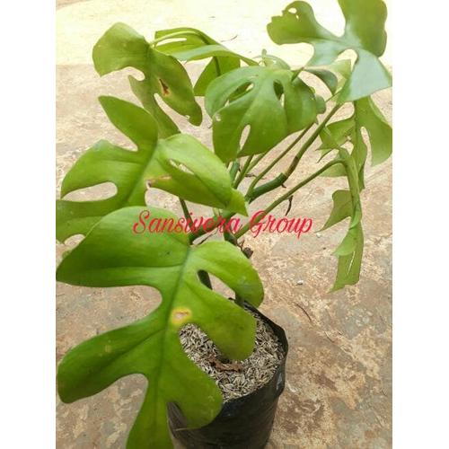 Jual Tanaman Monstera Jari / Philodendron Monstera Deliciosa - Kab ...