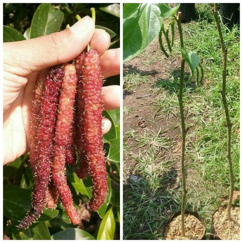 Jual Long Murbei - Kota Denpasar - Bali Fig Garden | Tokopedia