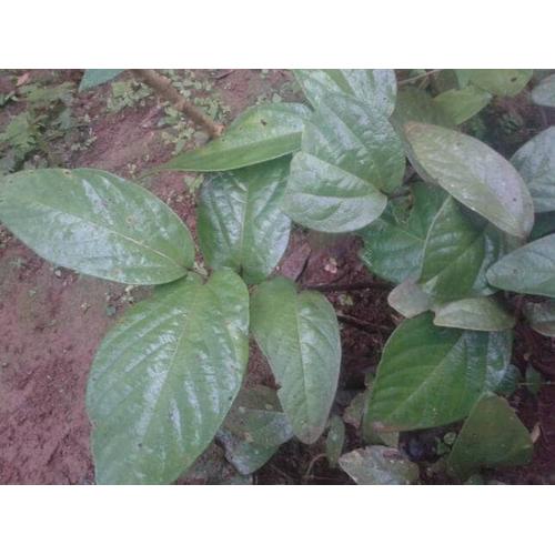 Jual Daun Singa Depa asli - Obat herbal kuat dll - Kab. Pangandaran ...