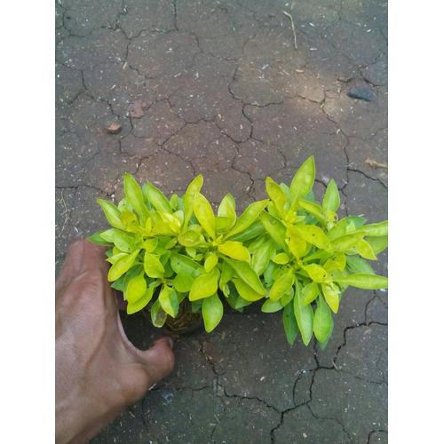 Jual Pohon/Tanaman kerokot kuning | pohon/tanaman krokot kuning - Kab ...