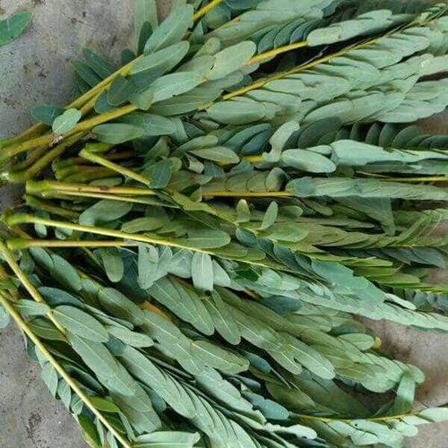Jual daun turi segar 1kg - Kota Bogor - hdwarna | Tokopedia