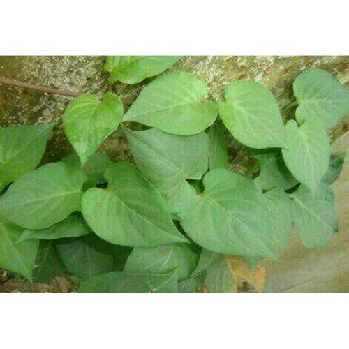 Jual promo 1 kg daun sembukan / simbukan / daun kentut banyak manfaat ...