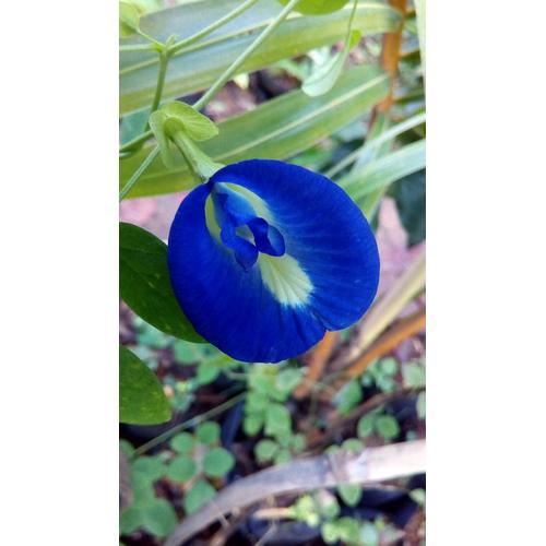 Jual Tanaman Kembang Telang, Pohon Telang, Pohon Bunga Telang Obat ...