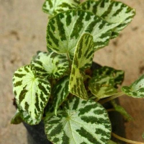 Jual begonia moss carpet - Kota Batu - soesanties garden | Tokopedia
