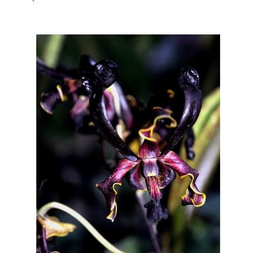 Jual Anggrek Dendrobium Black Spider x besi remaja - Kab. Malang ...