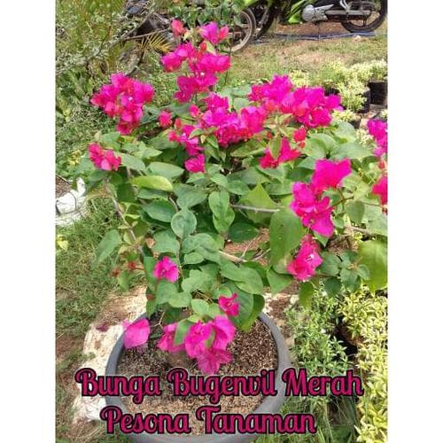 Jual Tanaman Bonsai Bugenvil Merah/Tanaman Bunga Bougenville merah ...