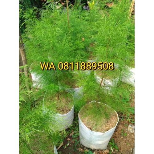 Jual Tanaman Cemara Balon Angin 1 Meter - Kab. Bogor - grosirtanaman | Tokopedia