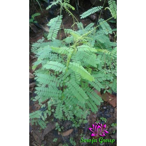 Jual Tanaman Herbal Daun Saga | Pohon Rambat Daun Saga - Kab. Bogor ...