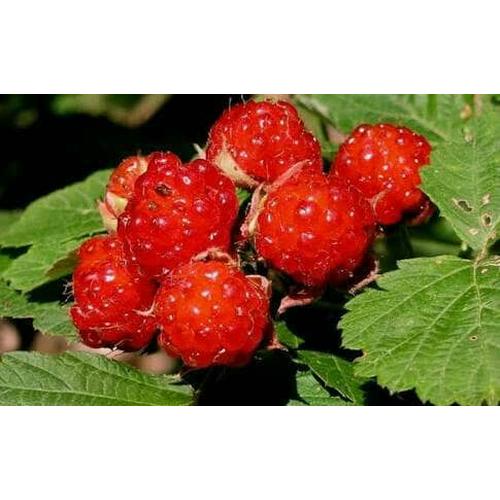 Jual Bibit Tanaman Buah Red Raspberry - Kota Batu - Petani Punten ...