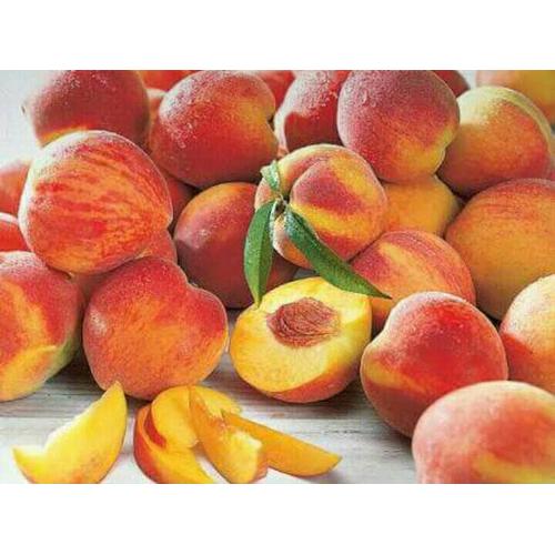 Jual Bibit Buah Persik - Kota Batu - Ruby Florist | Tokopedia