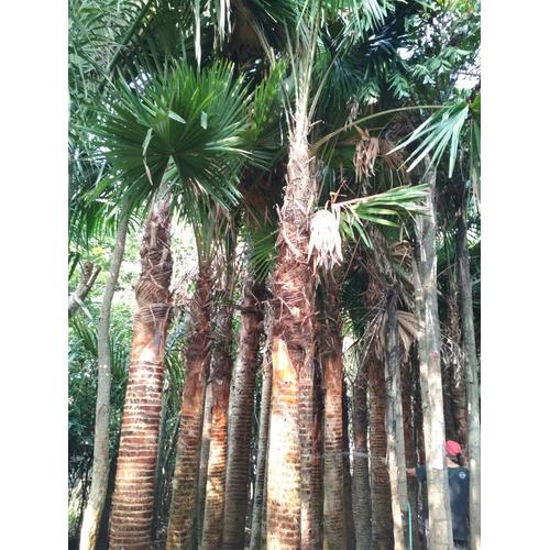 Jual Palem Sadeng (Jual Tanaman Pelindung Tebing & Hias) - Kota ...