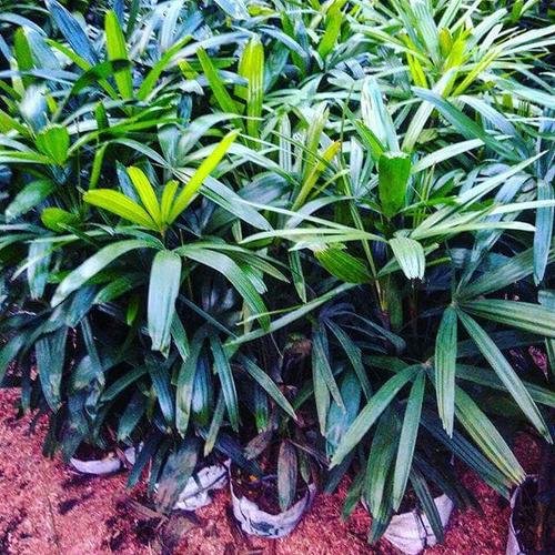 Jual Palem Waregu (Jual Tanaman Pelindung Tebing & Hias) - Kota ...