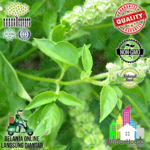 Jual HERBS - Benih BASIL LEMON KEMANGI Bibit Bunga Tanaman herba Basil ...