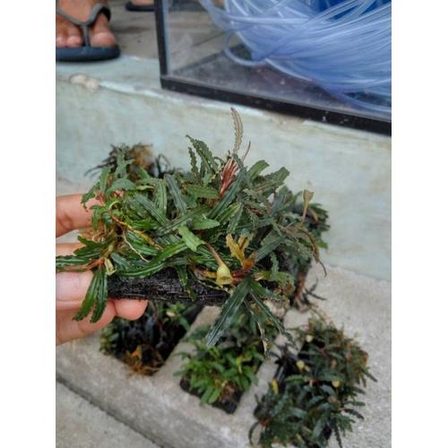 Jual Tanaman Buce Red Velvet - Jakarta Selatan - Denny Aquarium | Tokopedia