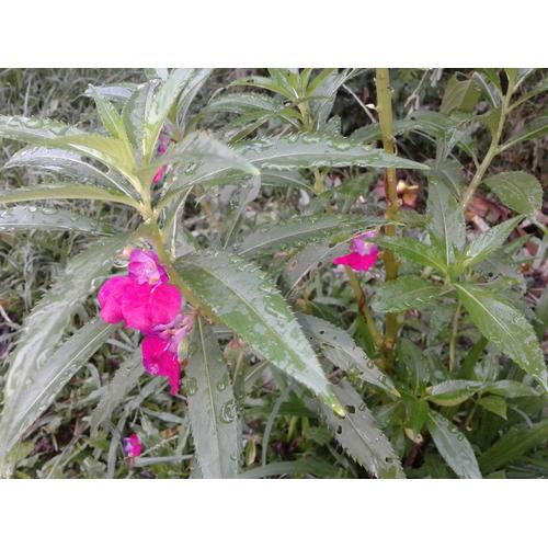 Jual pohon pacar|bunga pacar - Kab. Bogor - taman bugenvil | Tokopedia