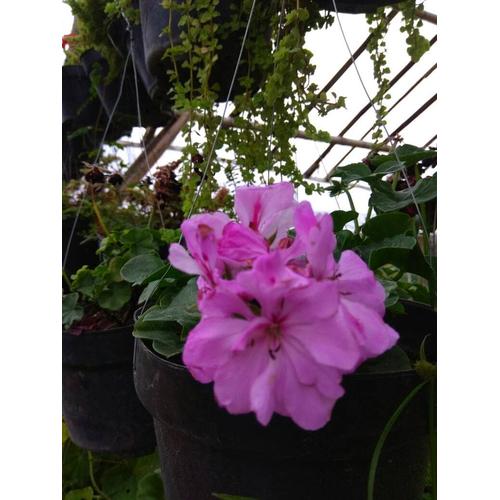 Jual Tanaman Bunga Geranium Pink - Kota Batu - Rubyflorist | Tokopedia