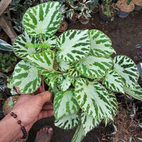 Jual Tanaman Begonia Moss Carpet - Kota Batu - Tanamanbuahtin | Tokopedia