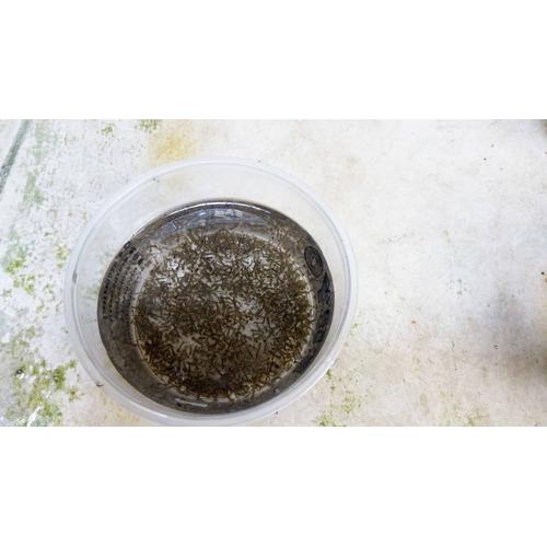 Jual Cu Encuk Cuk Jentik Nyamuk Makanan Ikan Hias Cupang Guppy