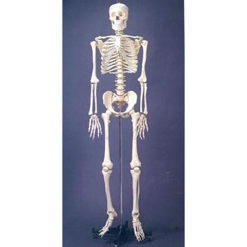 Jual Model Rangka Manusia Type BMD 80 - Jakarta Pusat - Carolina Lab ...