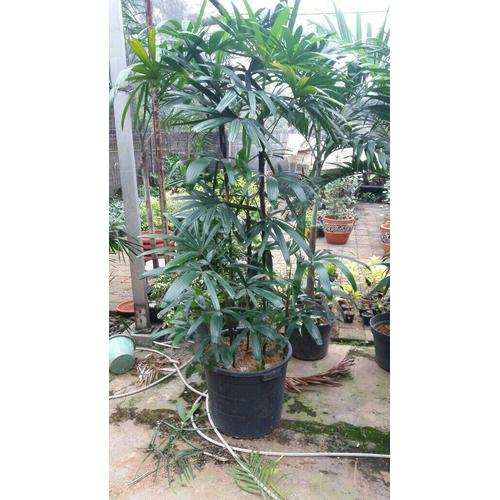 Jual Rhapis humilis, palem regu, palem waregu - Kab. Bogor - Berdikari ...