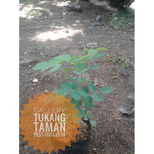 Jual Tanaman Kembang Telang (Clitoria ternatea) | Pohon Teleng - Kab ...