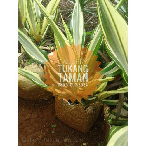 Jual Tanaman Hias Agave (Agave Furcrea gigantea) | Pohon Agave Daun ...