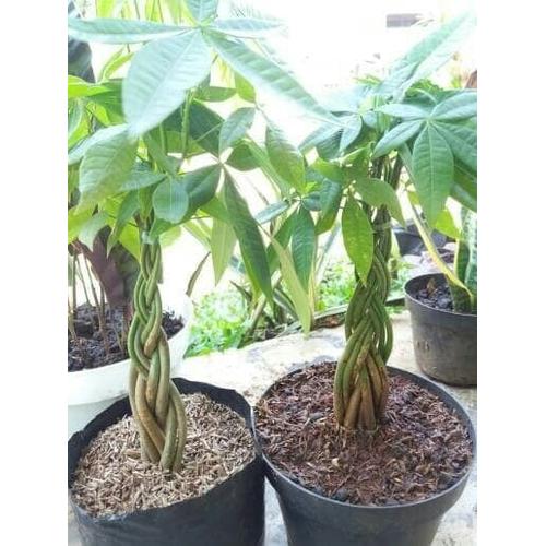 Jual Money tree, pohon uang, lucky tree, pachira kepang 9 - Kab. Bogor ...